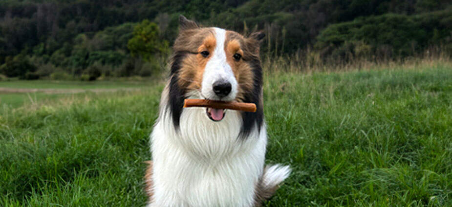 Choice Chews for Dogs | Cadet Pet